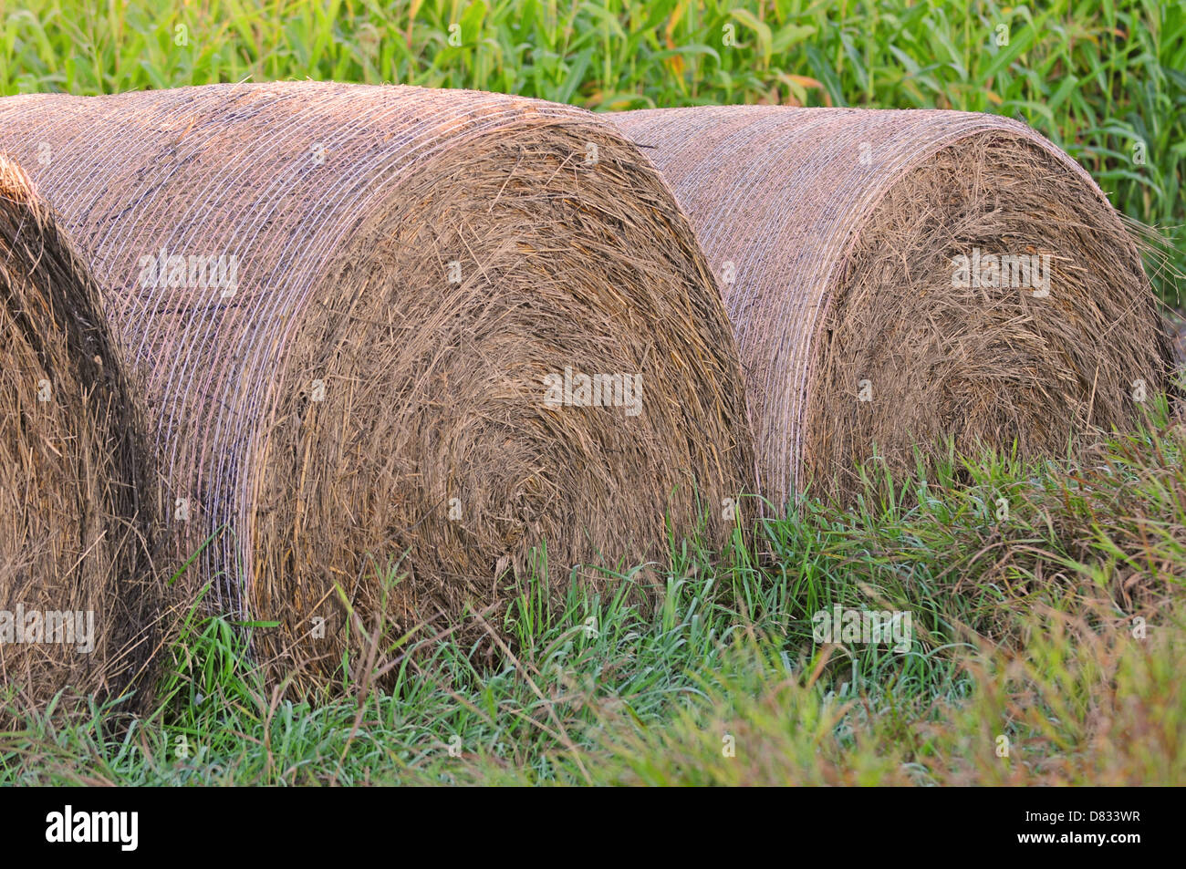 Hay bales in the countryside on a farm Stock Photo - Alamy