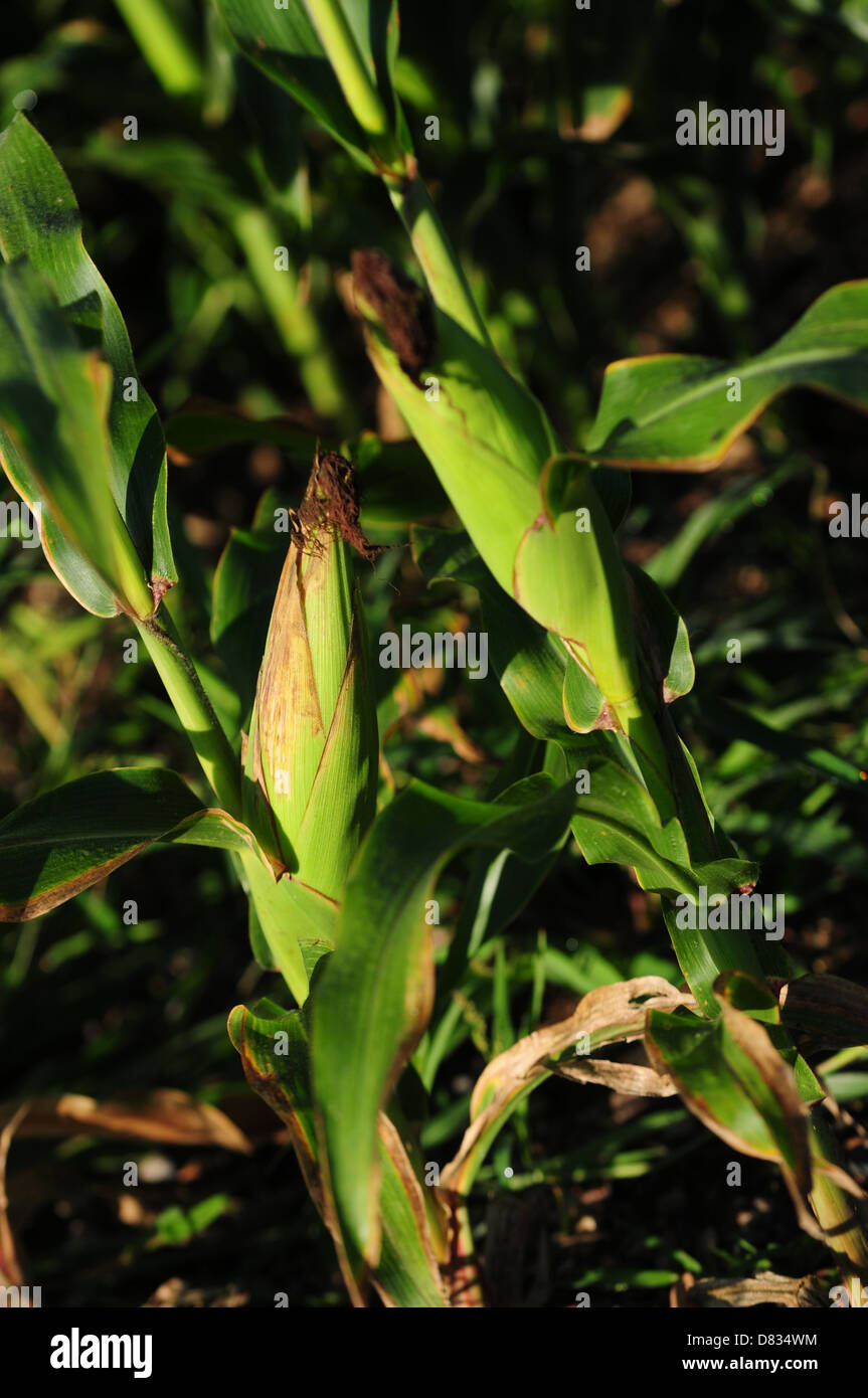 Close up of an ear of corn on cornstalk Stock Photo - Alamy