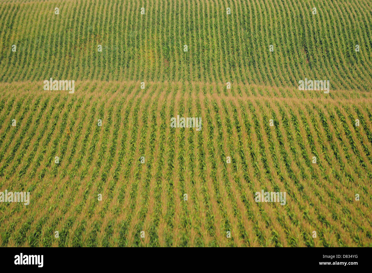 rows of corn on a farm in rural america Stock Photo - Alamy