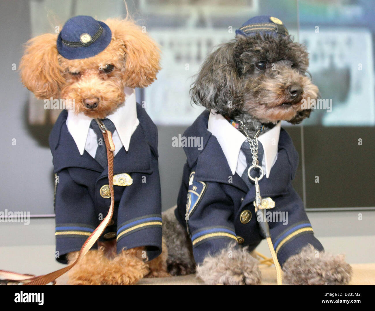Police Dog Poodles Poodles Karin (L) and Fuga attend their first event ...