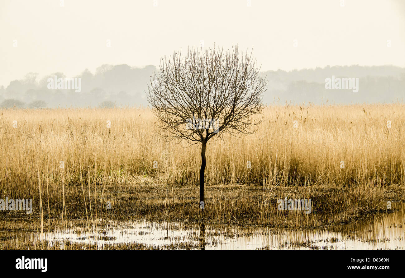 Single tree in a wet land Stock Photo - Alamy