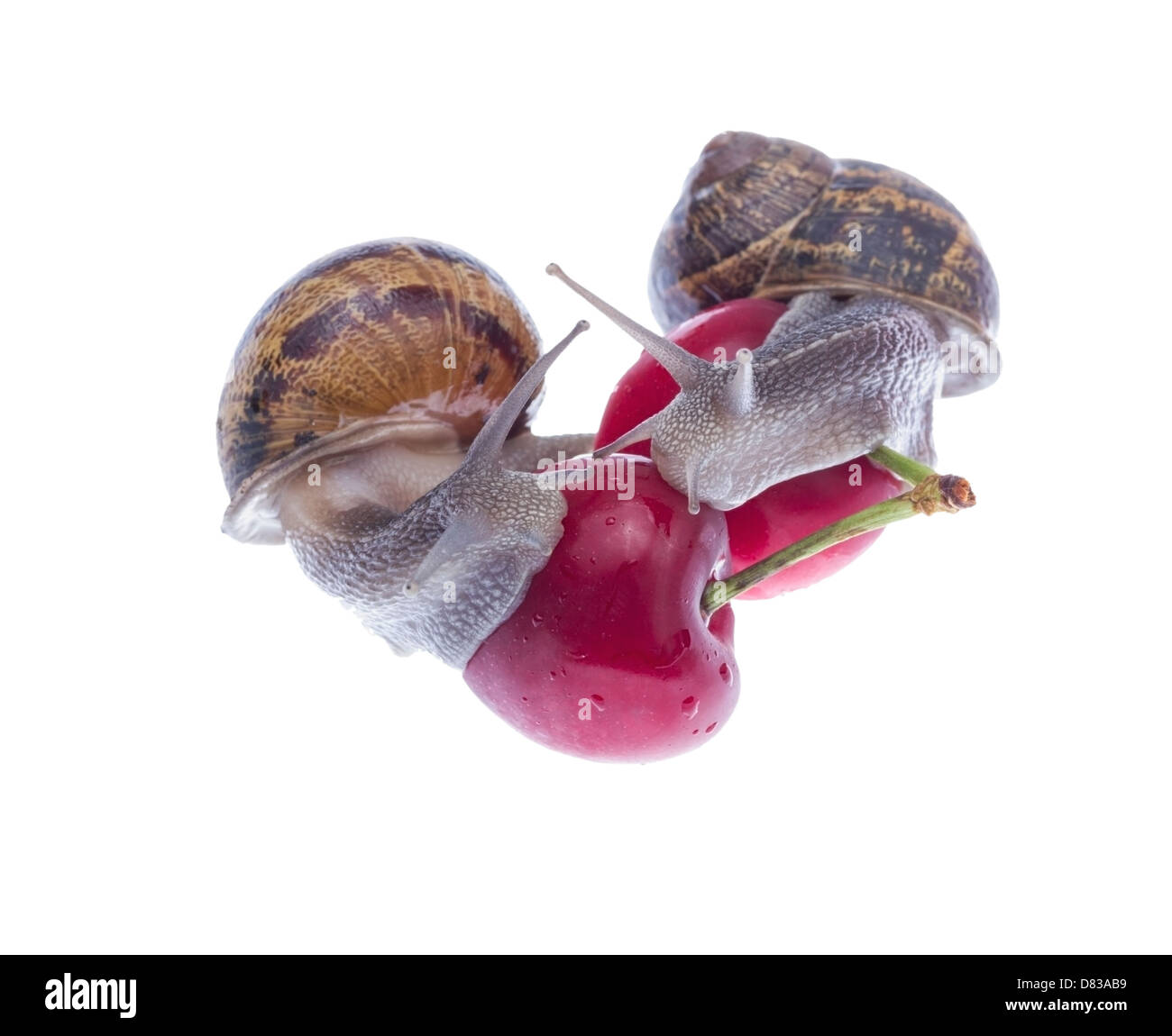 Two snails eating red cherry isolated on white background Stock Photo ...