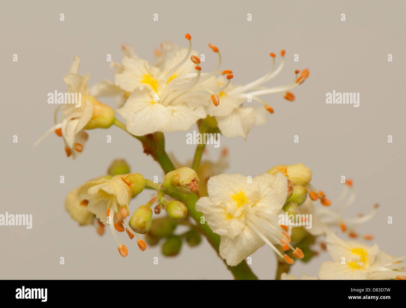 Chestnut flower hi-res stock photography and images - Alamy