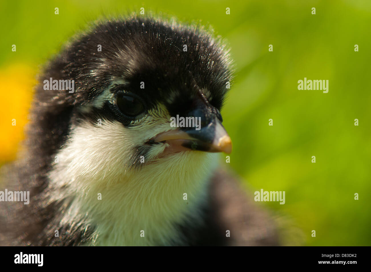 Chicken grass hi-res stock photography and images - Alamy