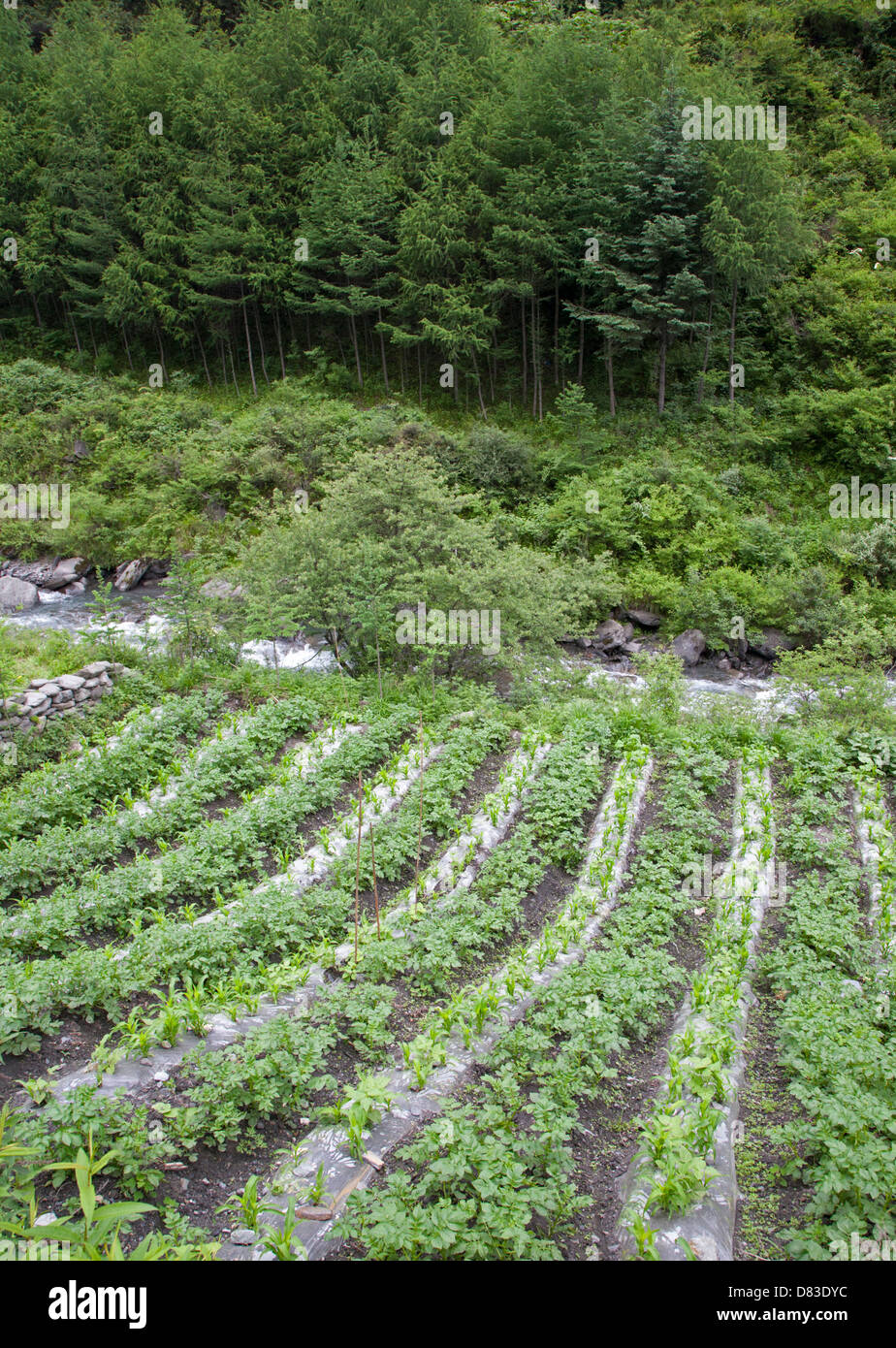 Intensive cultivation, intercropping of corn and potatoes growing in ...