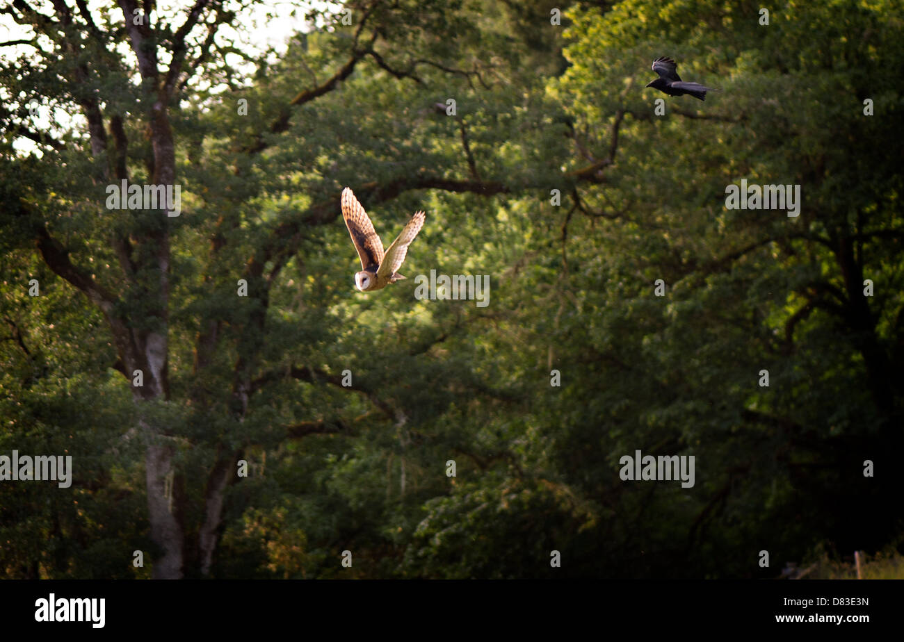 May 17, 2013 - Roseburg, Oregon, U.S - An adult barn owl is pestered by ...