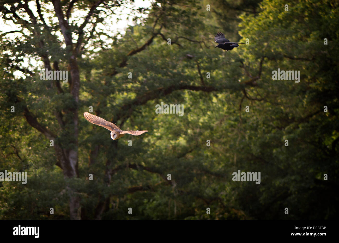 May 17, 2013 - Roseburg, Oregon, U.S - An adult barn owl is pestered by ...