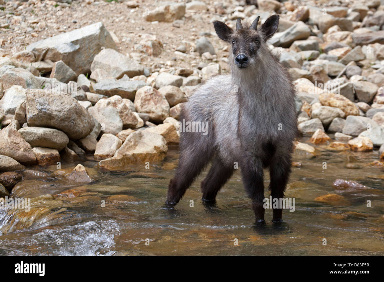 Japanese Goat Antelope High Resolution Stock Photography and Images - Alamy