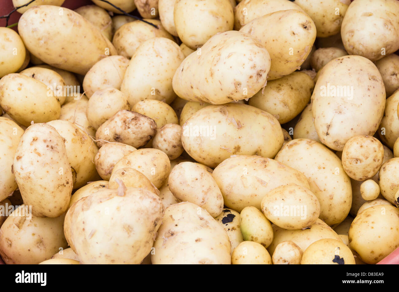 Freshly harvested potatoes on display at the market Stock Photo - Alamy