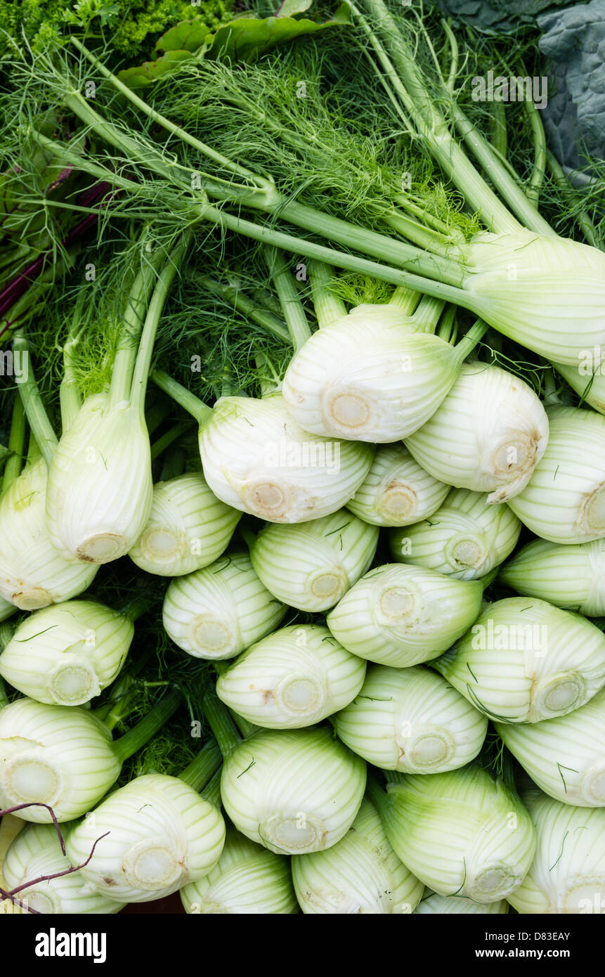Freshly harvested fennel bulbs on display at the farmers market Stock ...