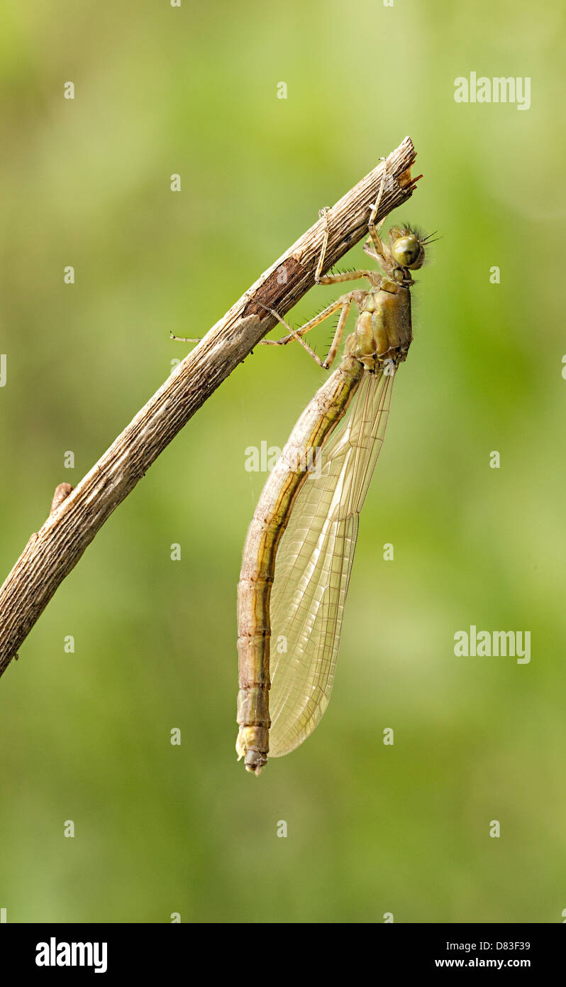 A teneral Large Red damselfly hangs from a twig as it completes its ...