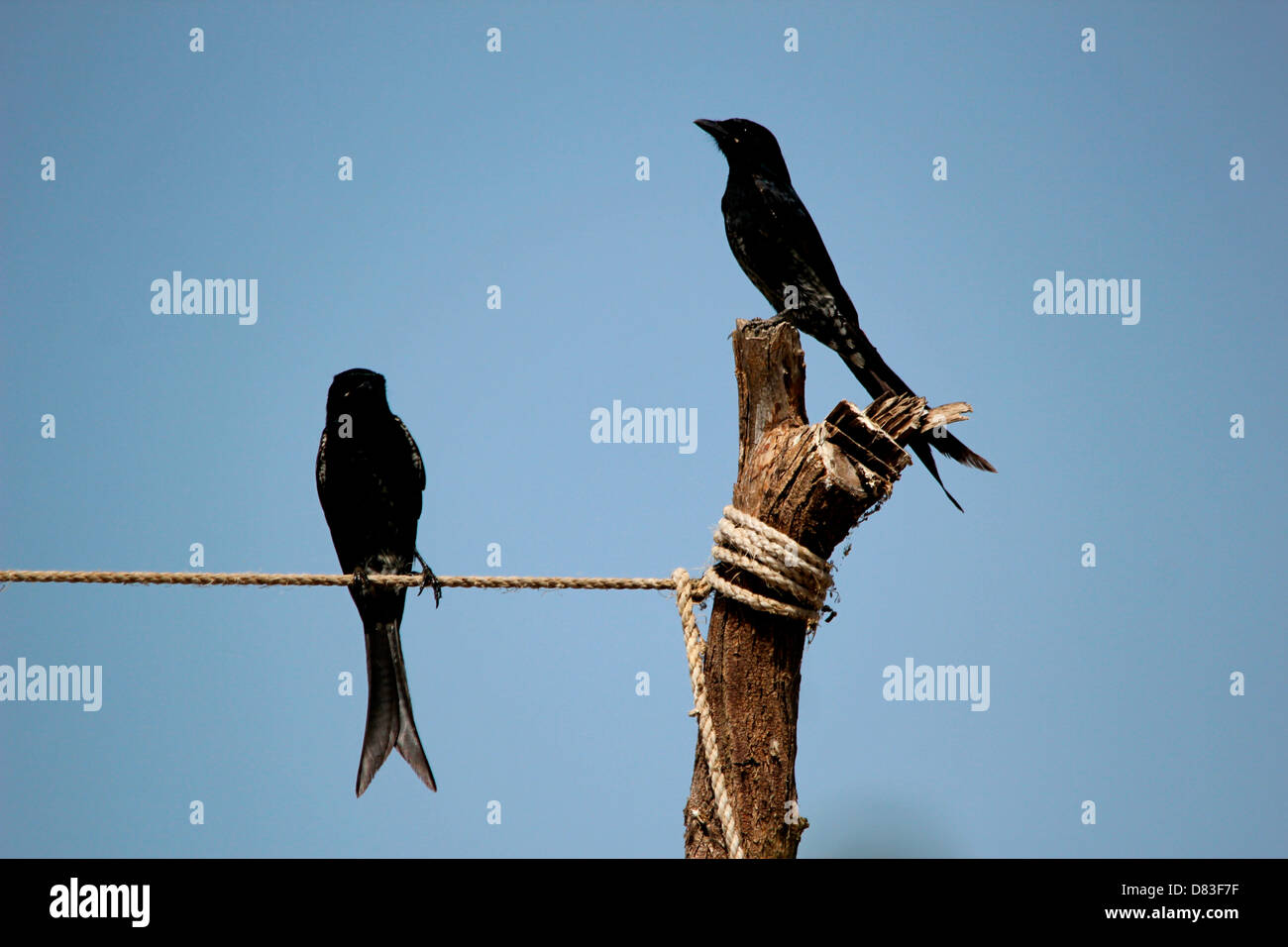 Two black birds( Black Drongo) looking in the same direction- a ...