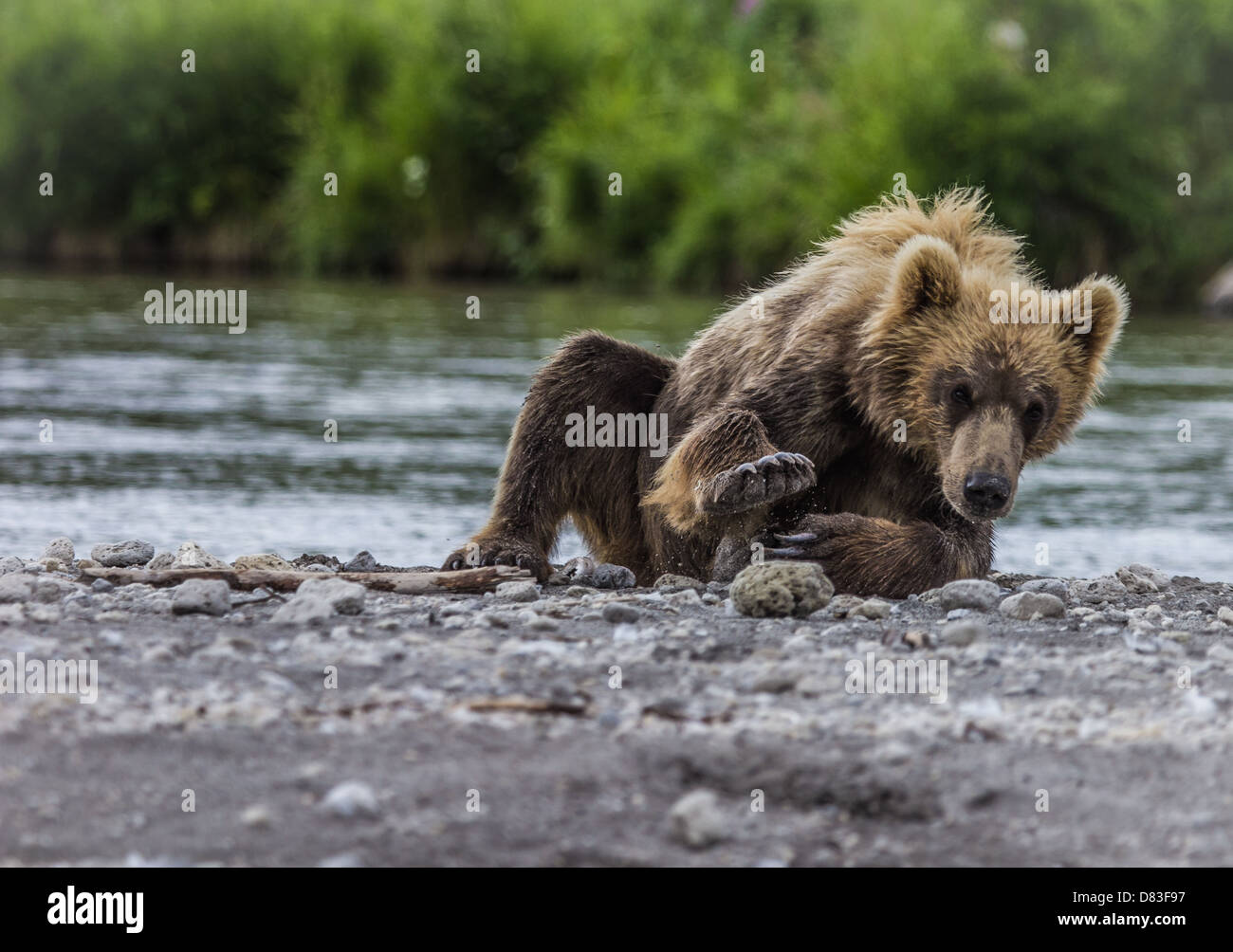 Wild brown bear cub hi-res stock photography and images - Alamy