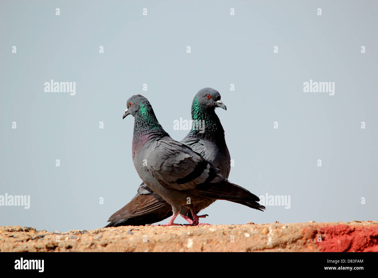 Two pigeons looking in two different directions- a creative picture to ...