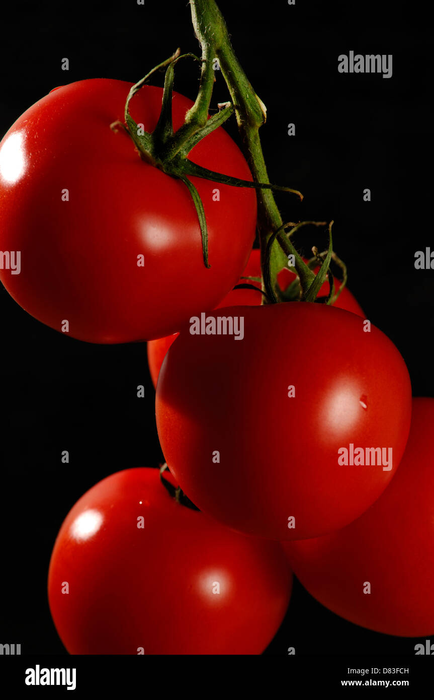 Red cluster tomatoes on the vine close-up isolated on black background ...