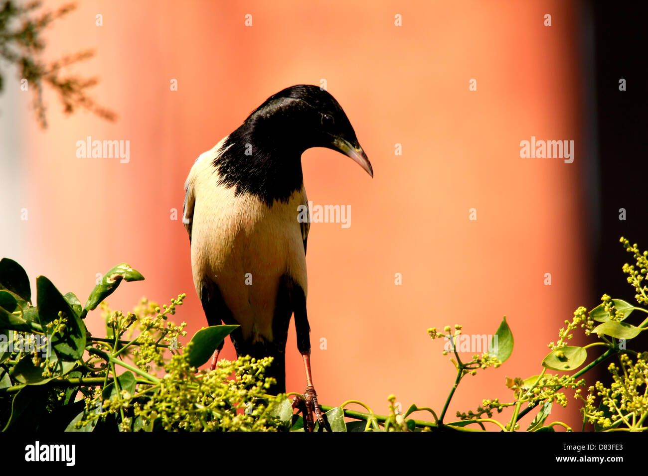 A bird looking down Stock Photo - Alamy