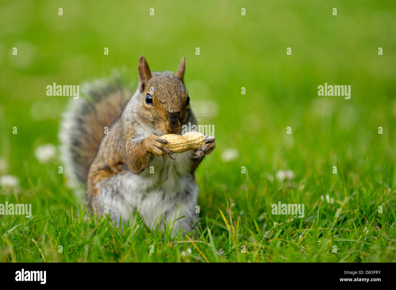 Cute gray squirrel sitting on green grass and eating a peanut. Canada ...
