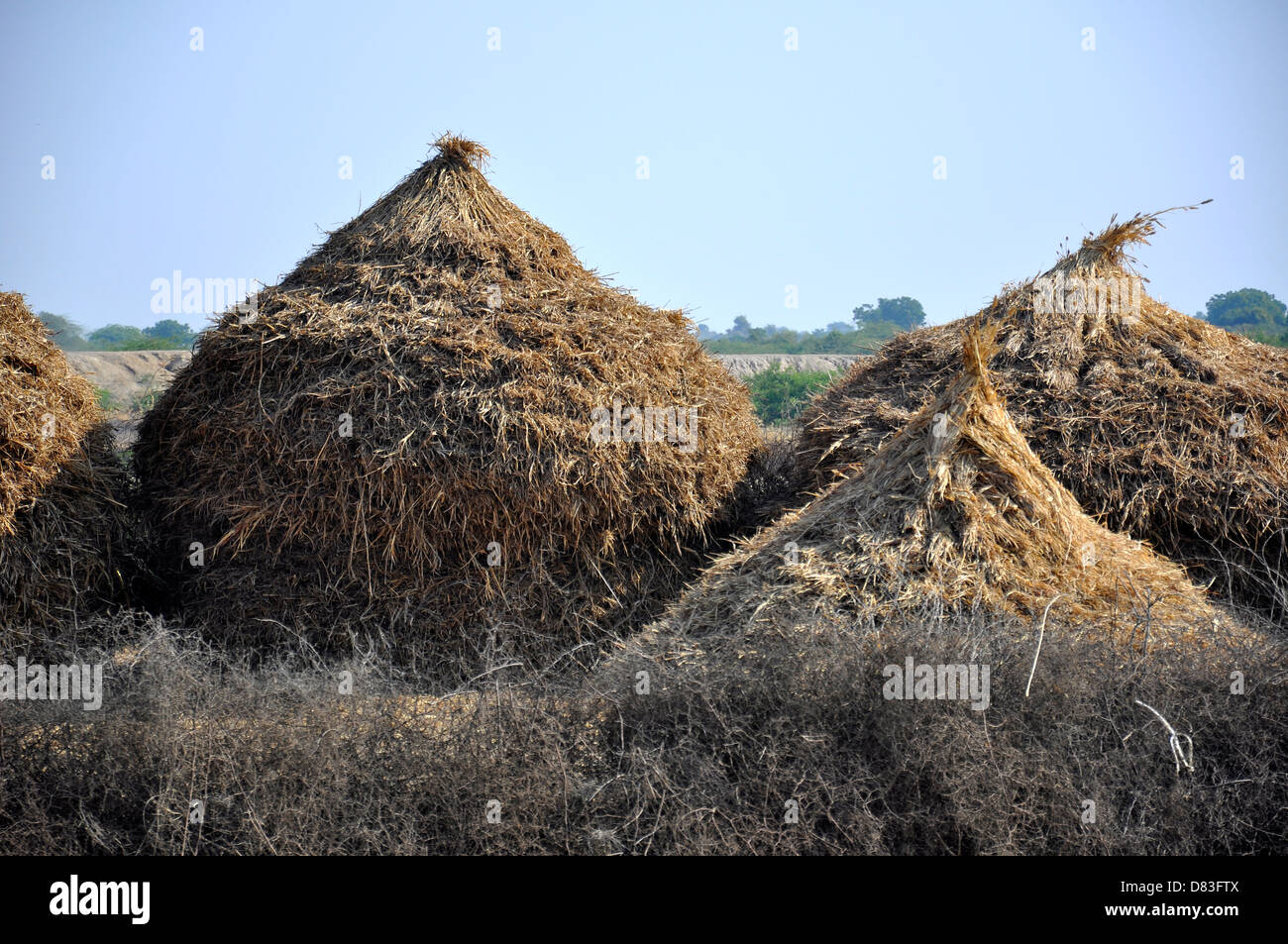 Paddy husks stack Stock Photo - Alamy