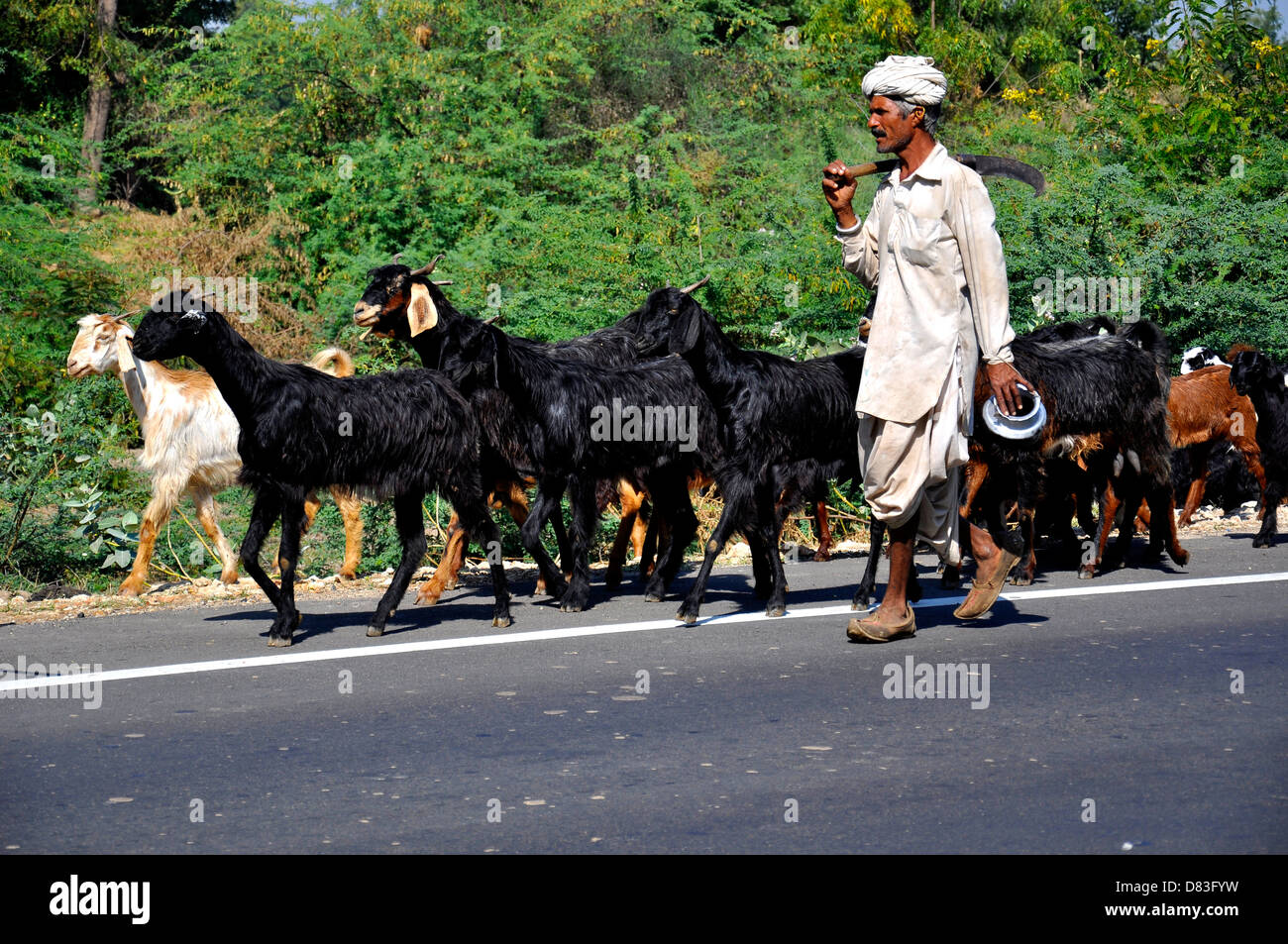 Shepherd with goats hi-res stock photography and images - Alamy