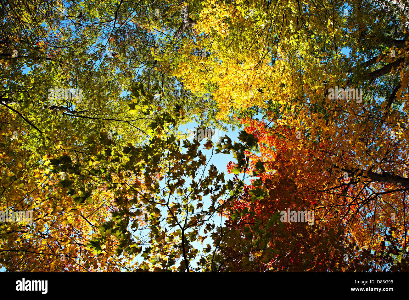 Bright autumn forest Stock Photo - Alamy