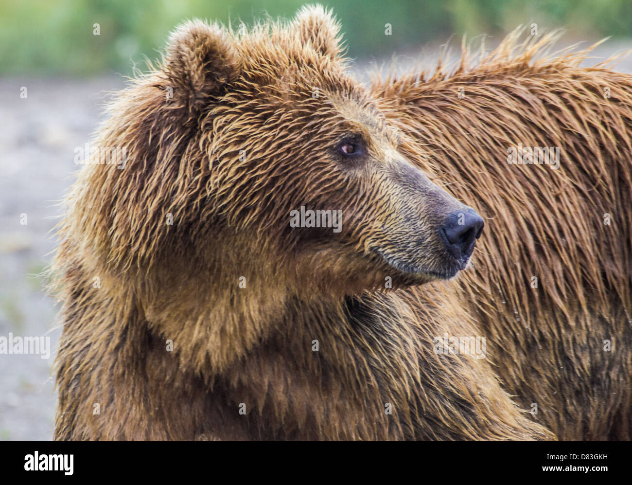 The brown bear fishes Stock Photo - Alamy The brown bear fishes Stock Photo - Alamy