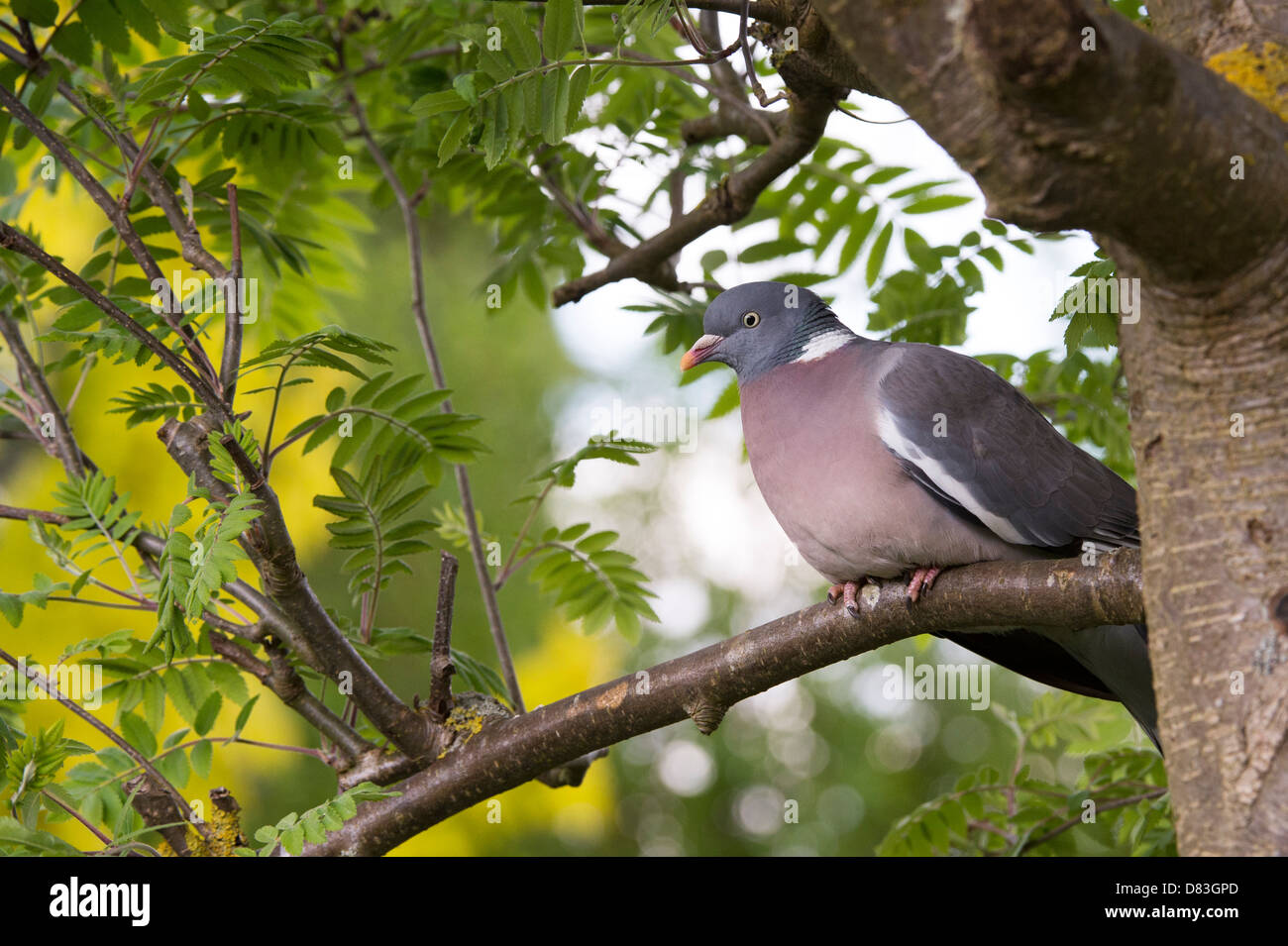 Garden birds in britain hi-res stock photography and images - Alamy