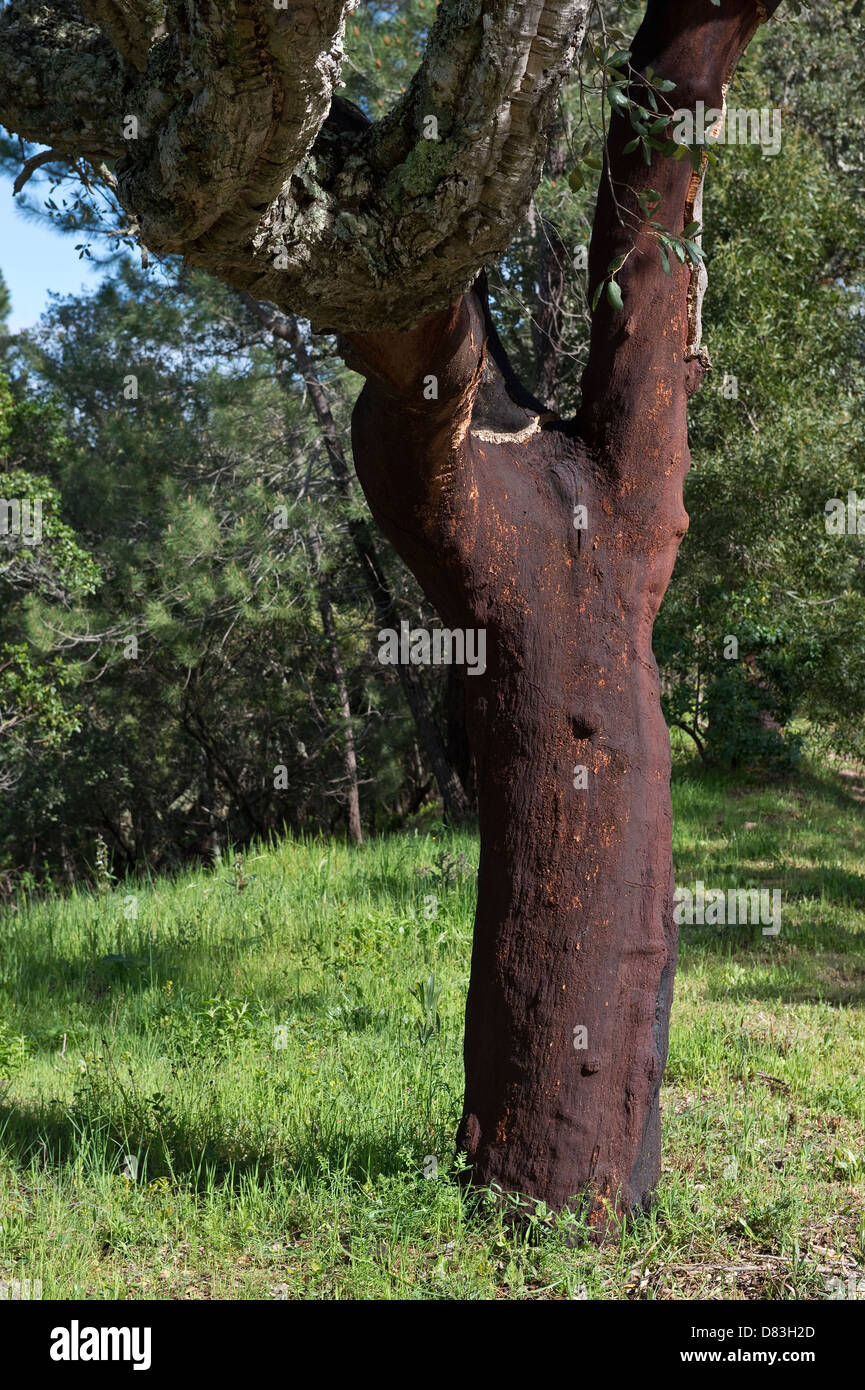 Cork Oak (Quercus suber) tree with bark harvested about 10 months ago ...