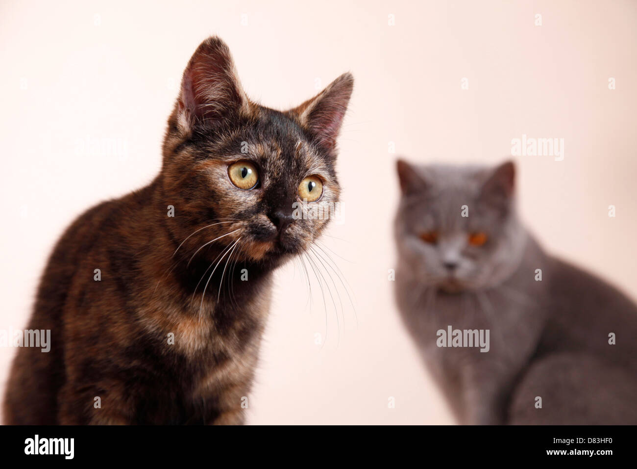 Red tortoiseshell cat hi-res stock photography and images - Alamy