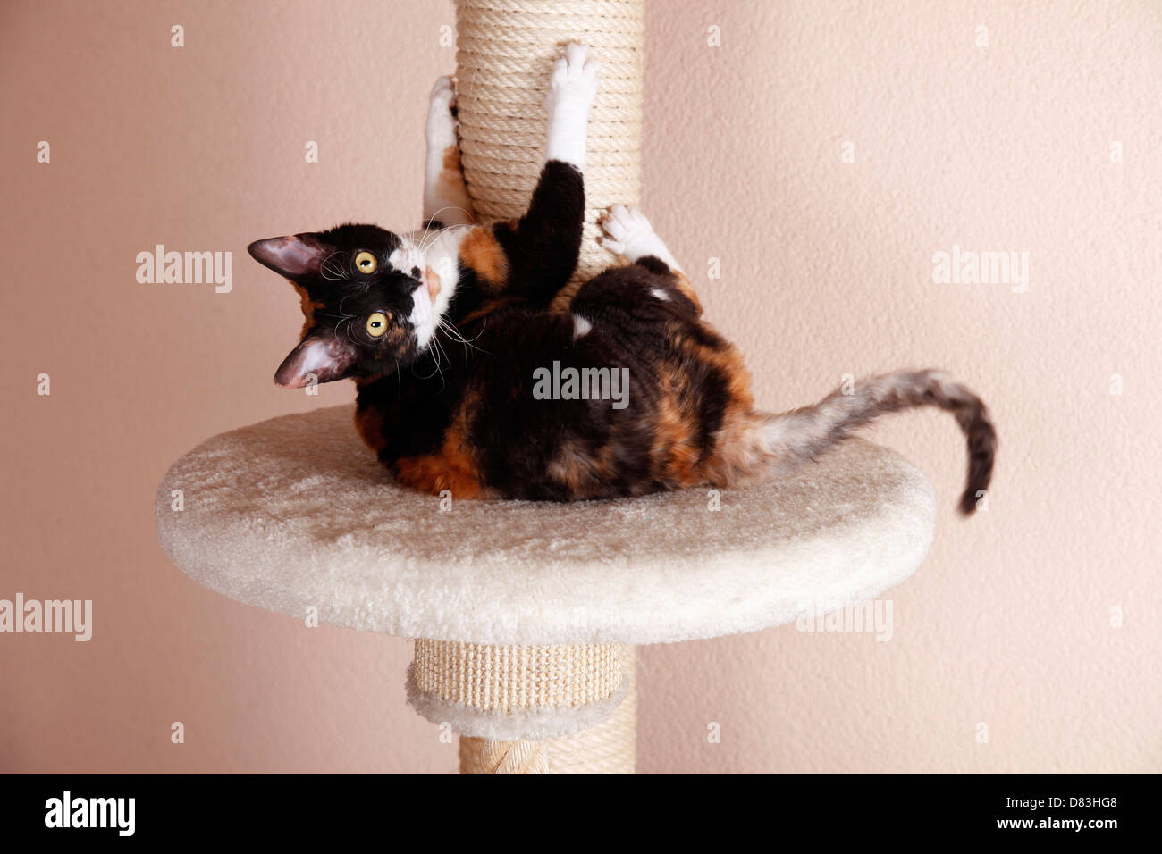 German rex cat hi-res stock photography and images - Alamy