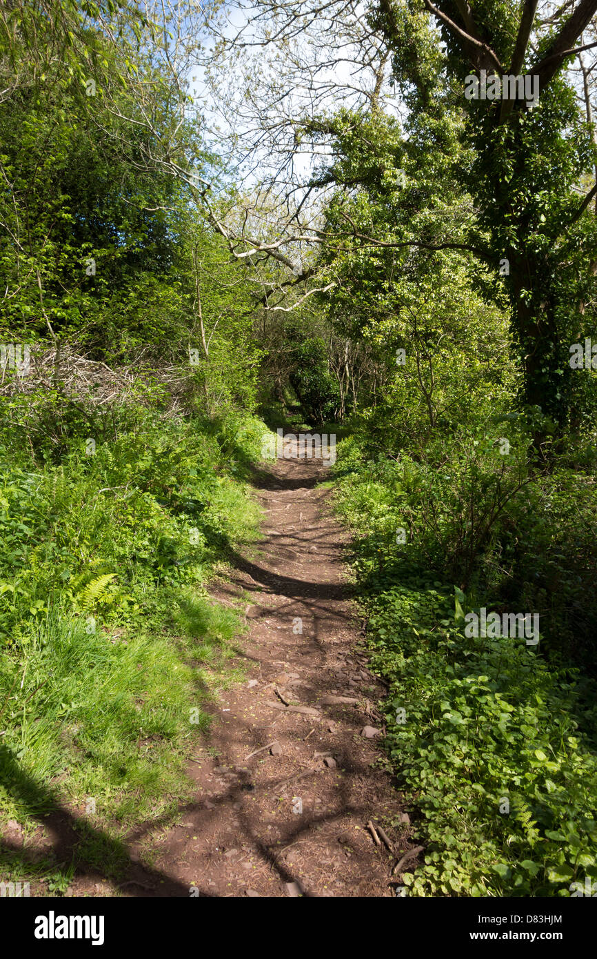 Path along a woodland nature trail Stock Photo - Alamy