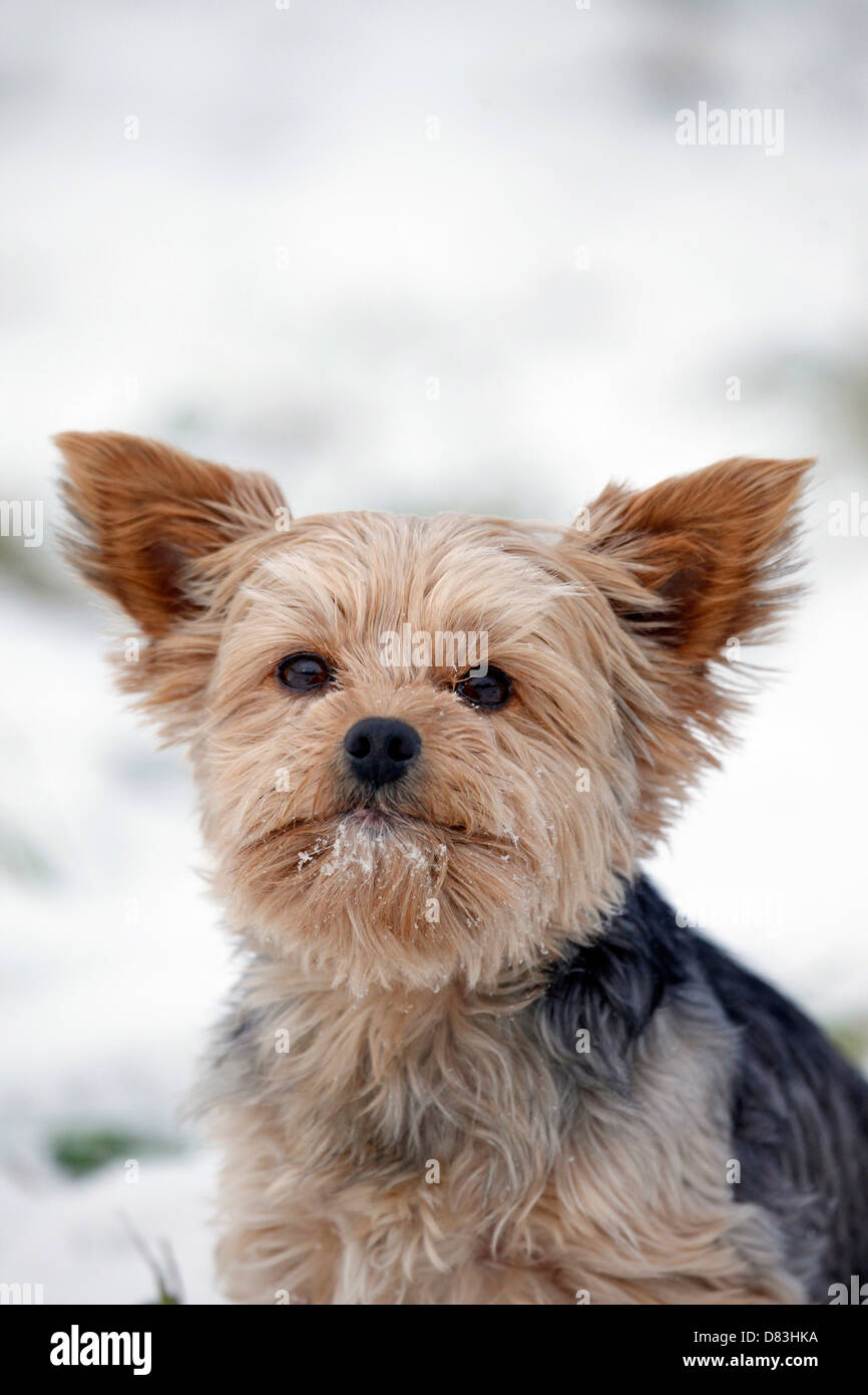 Yorkshire Terrier Portrait Stock Photo - Alamy