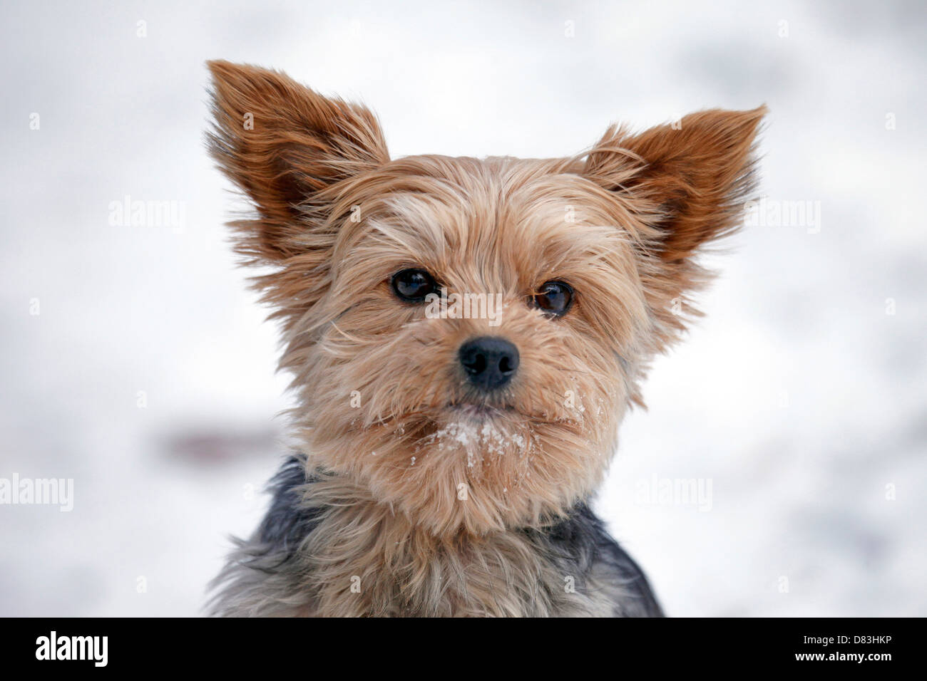 Yorkshire Terrier Eye Problems