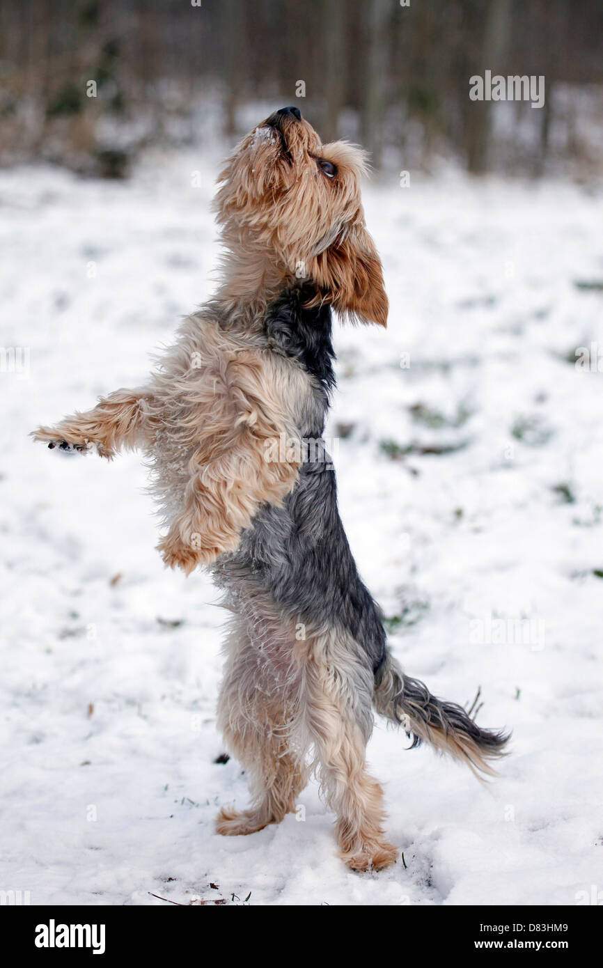 Yorkshire Terrier shows trick Stock Photo - Alamy