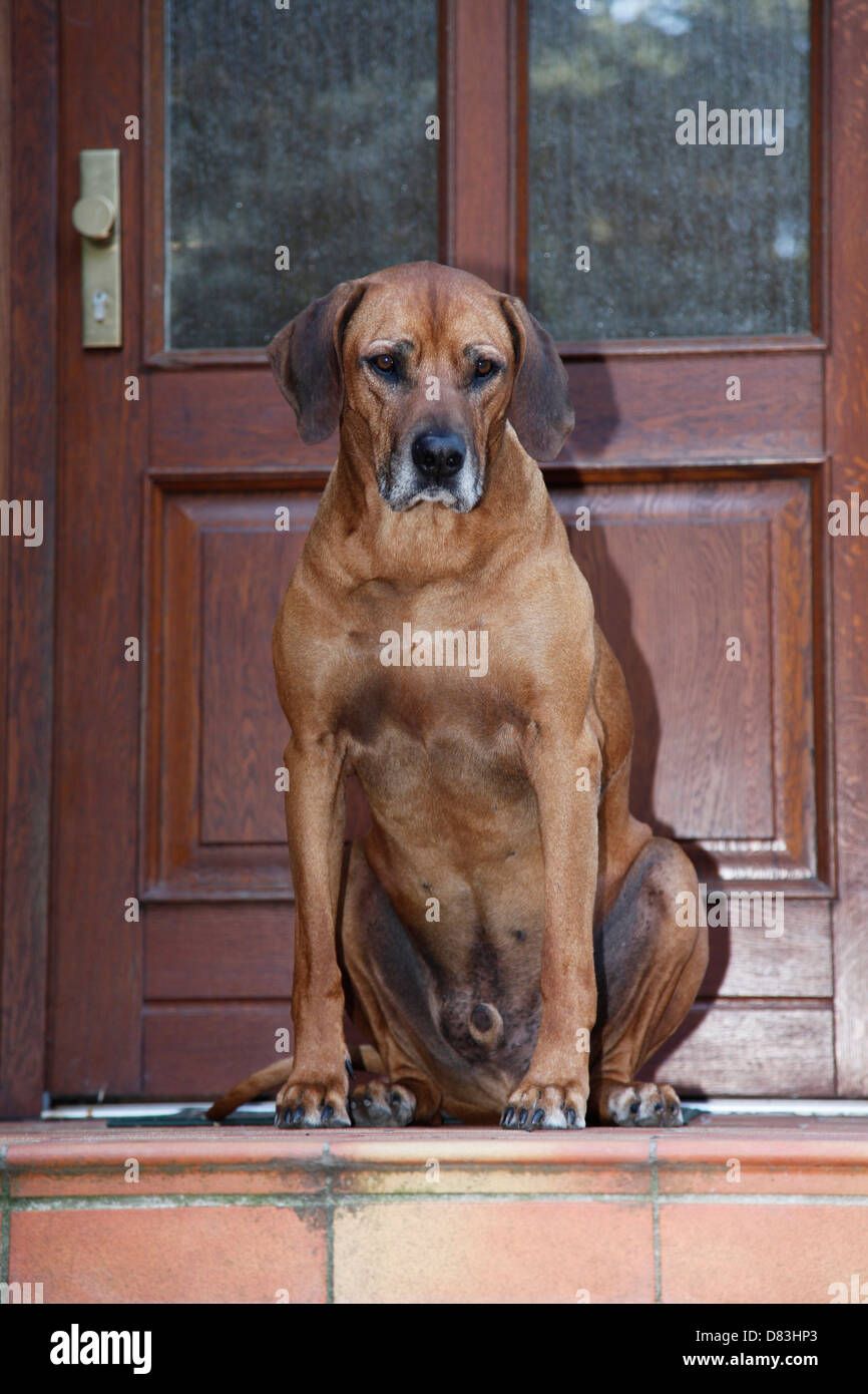sitting Rhodesian Ridgeback Stock Photo - Alamy