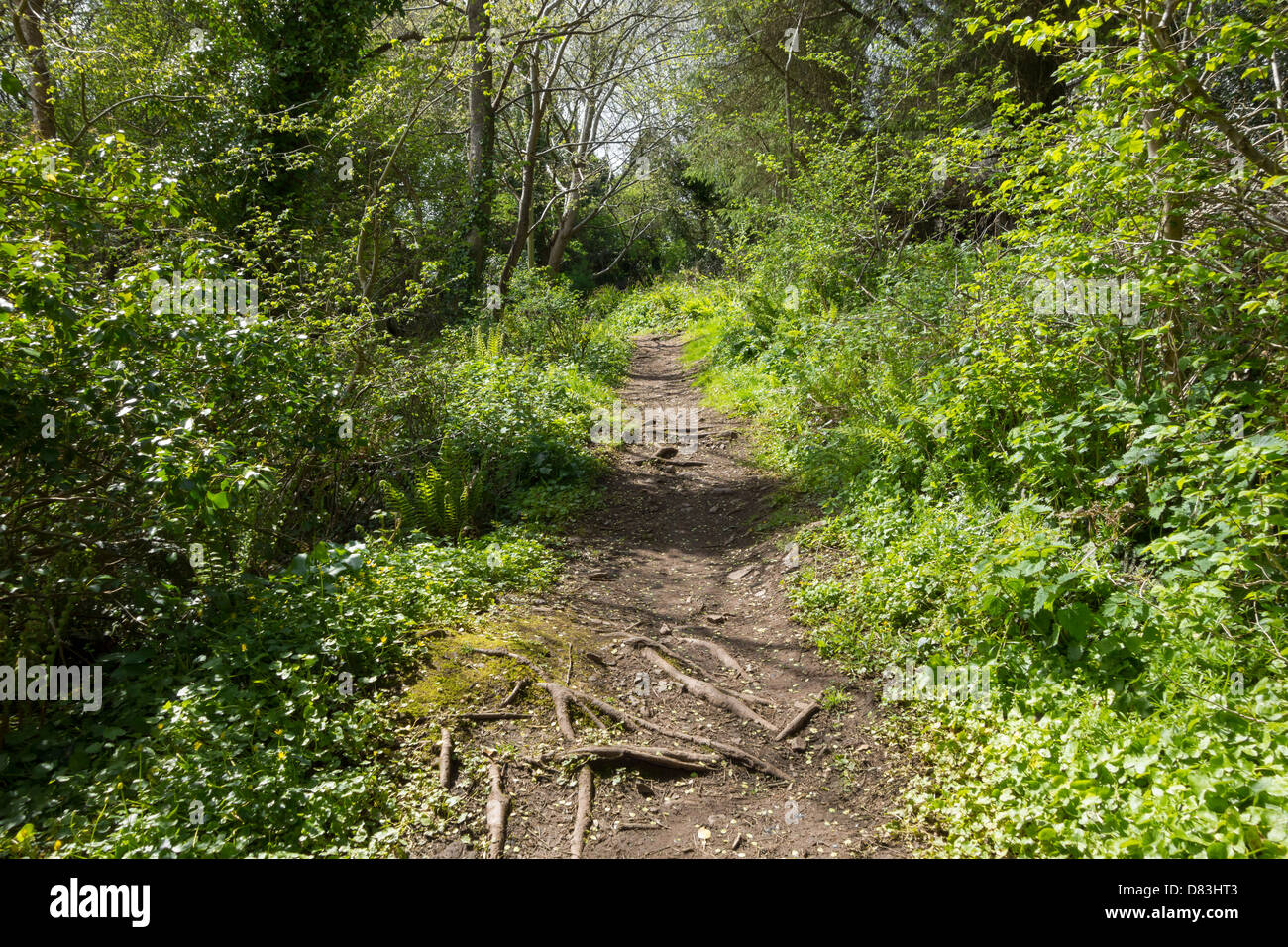 Path along a woodland nature trail Stock Photo - Alamy