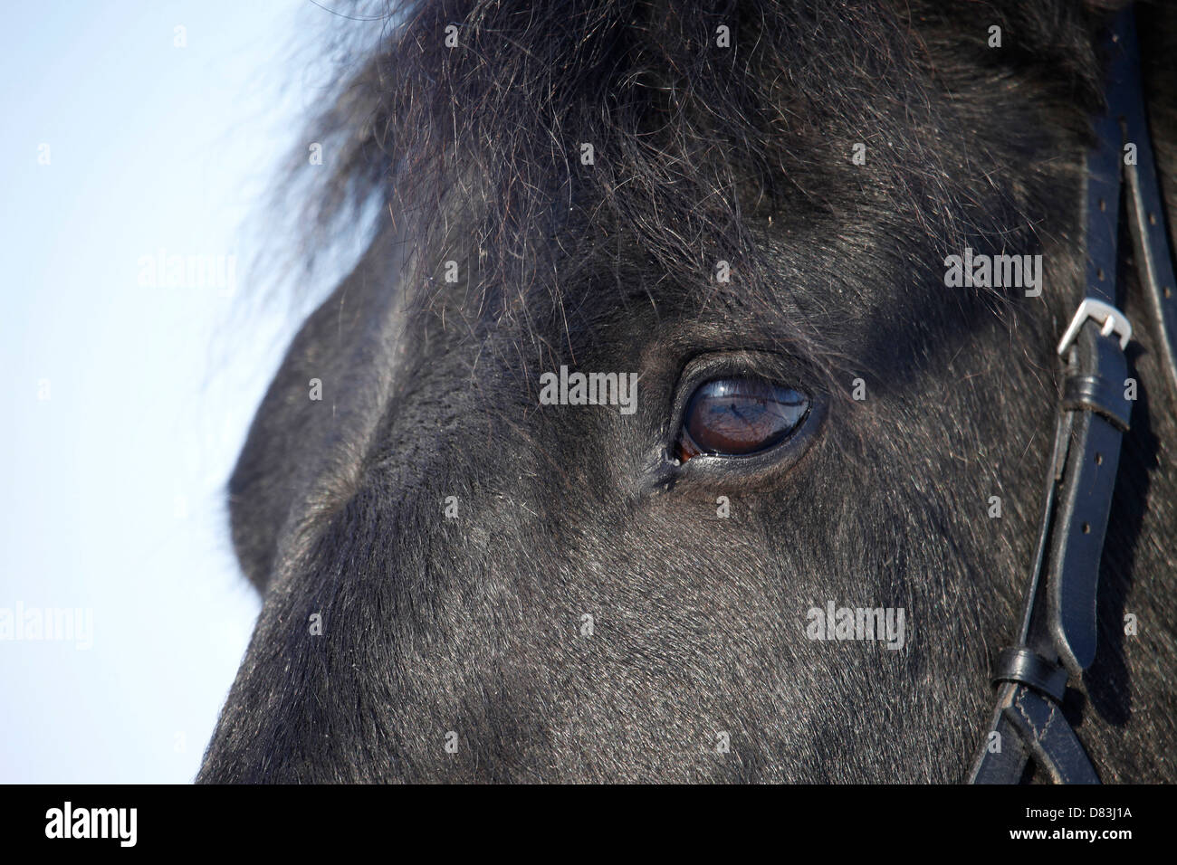 Frisian horse eye Stock Photo - Alamy