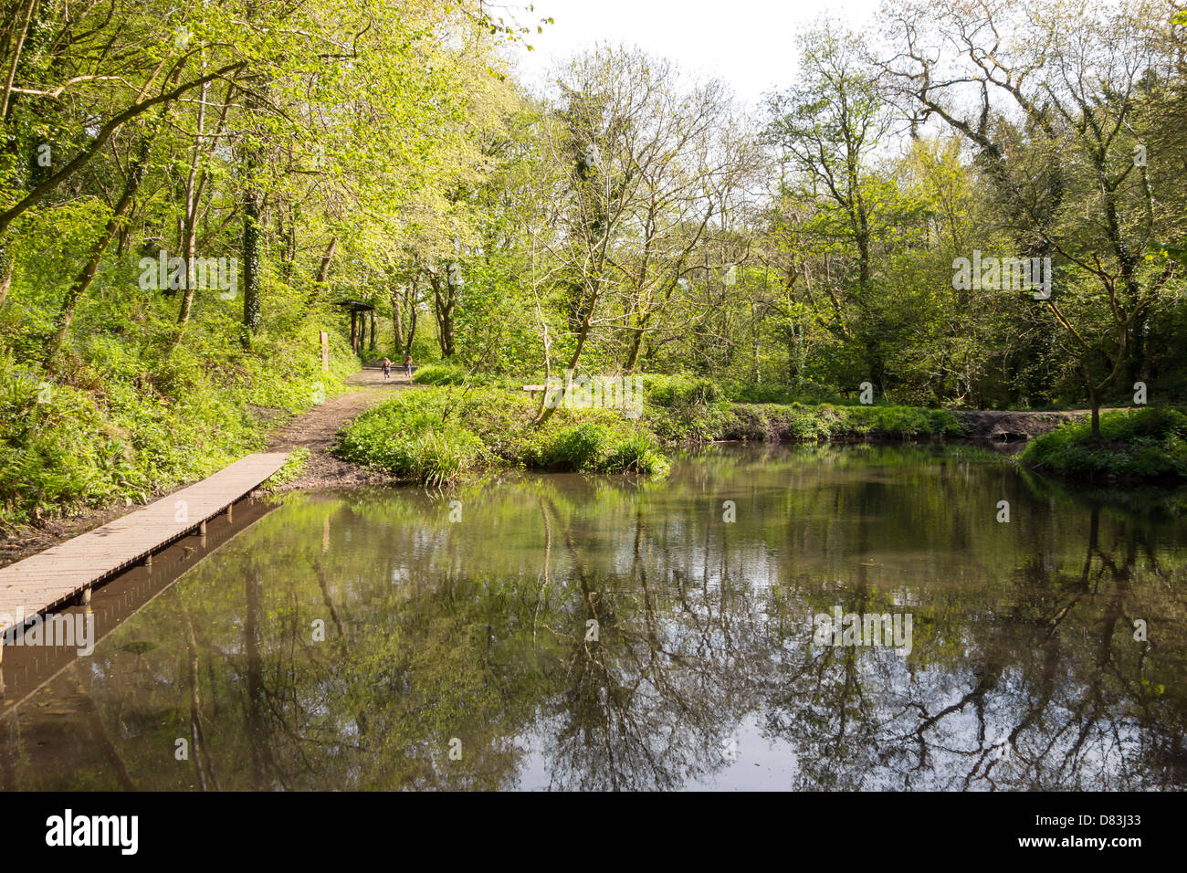 A wooden walkway crossing over a woodland pond Stock Photo - Alamy