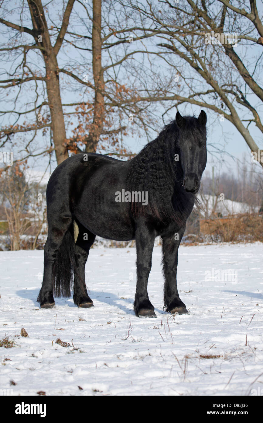 Friesians hi-res stock photography and images - Alamy