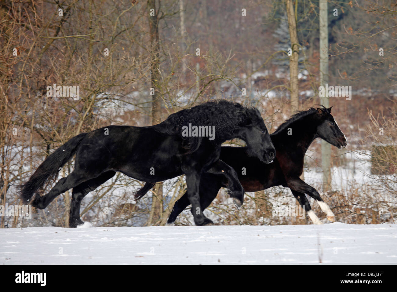 Friesian horse galloping snow hi-res stock photography and images - Alamy