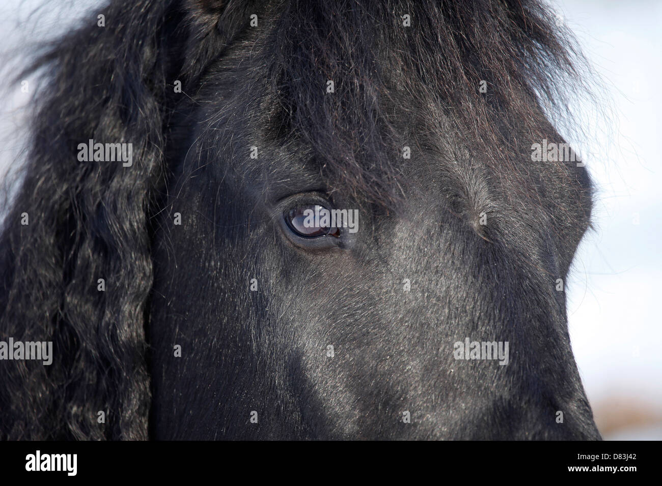 Frisian horse eye Stock Photo - Alamy