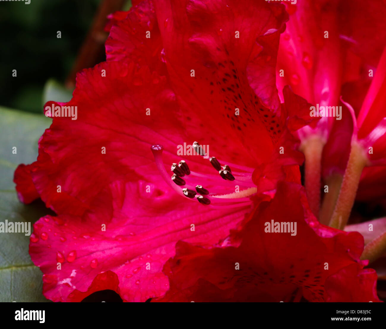 Fine large bright scarlet flowers with darker spots Stock Photo - Alamy