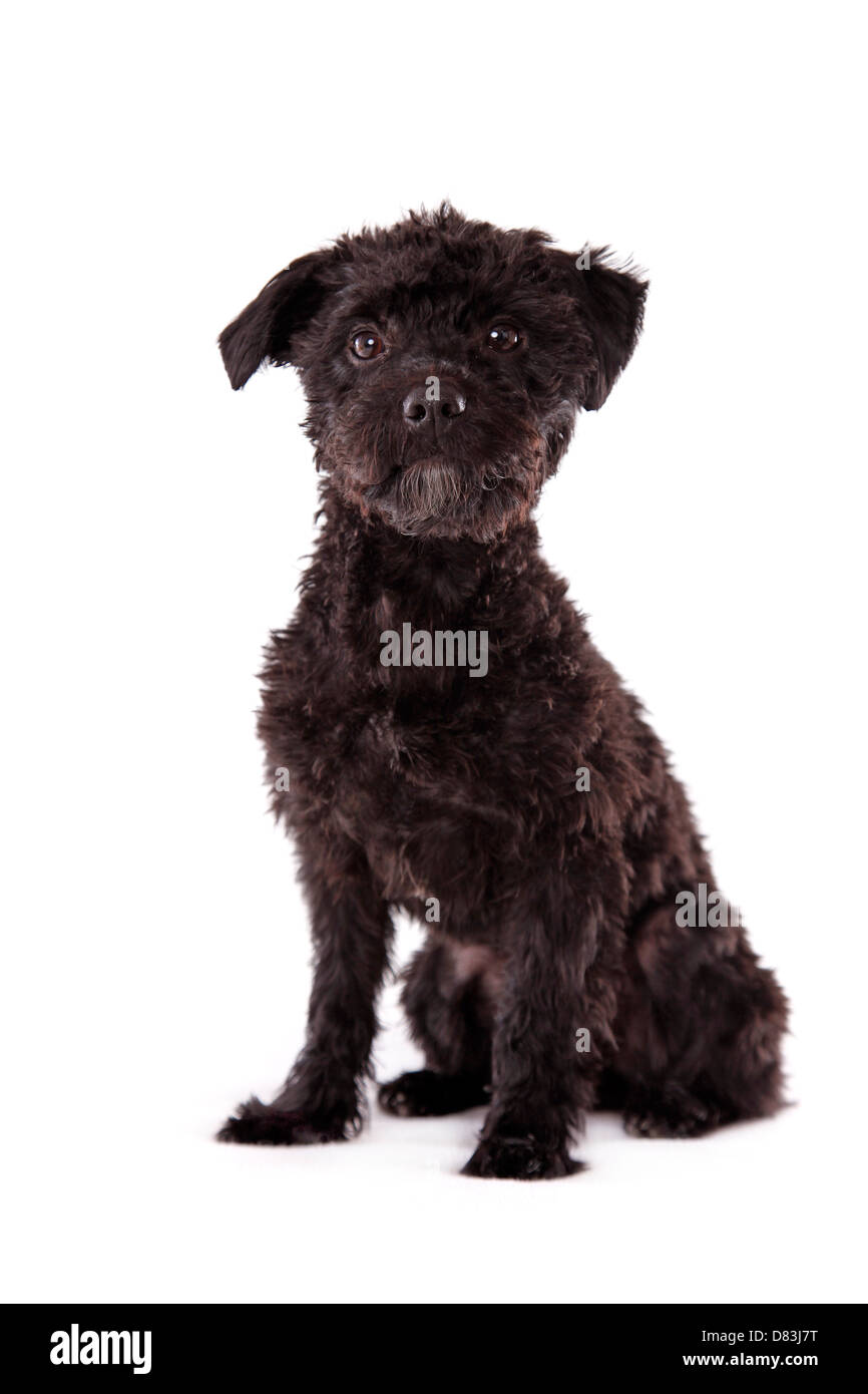 Black white mongrel dogs hi-res stock photography and images - Alamy
