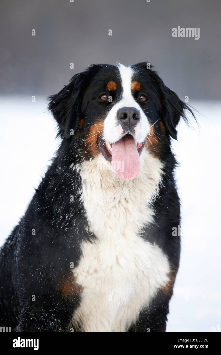 Bernese Mountain Dog Portrait Stock Photo - Alamy