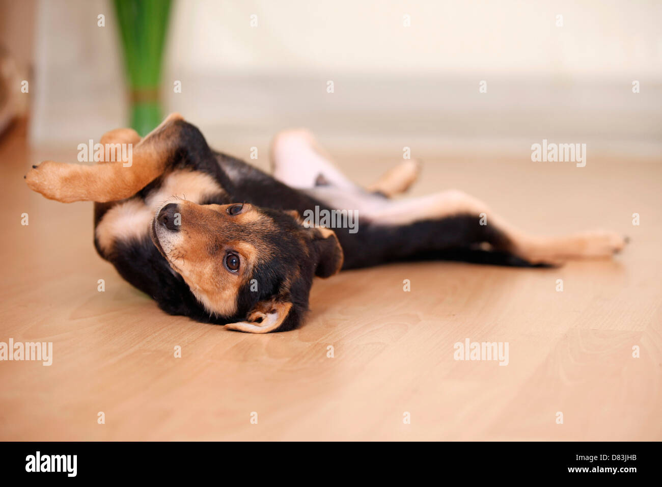 Half lying position hi-res stock photography and images - Alamy