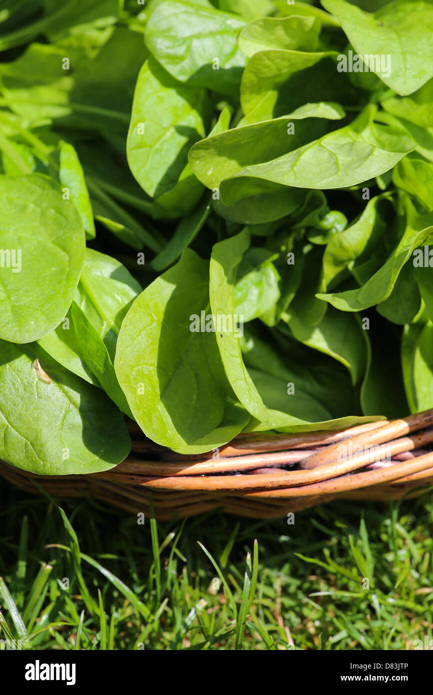 Just picked spinach leaves in basket Stock Photo - Alamy