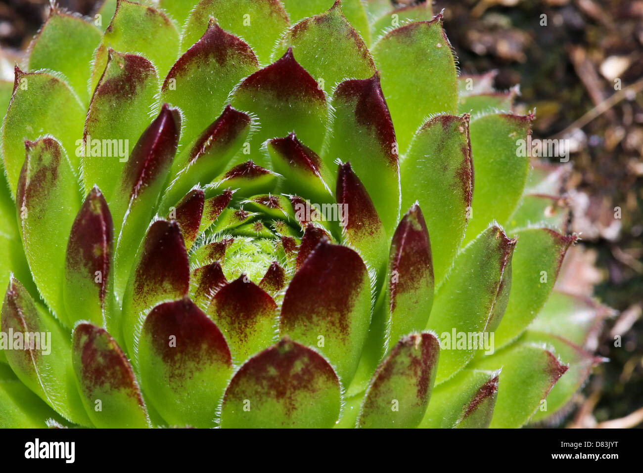 Live forever flower hi-res stock photography and images - Alamy