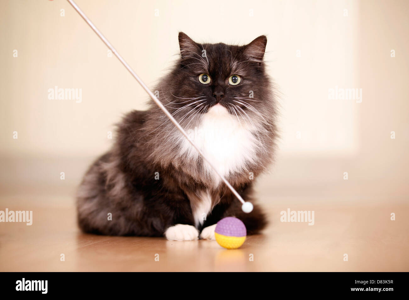 Cat train sit hi-res stock photography and images - Alamy