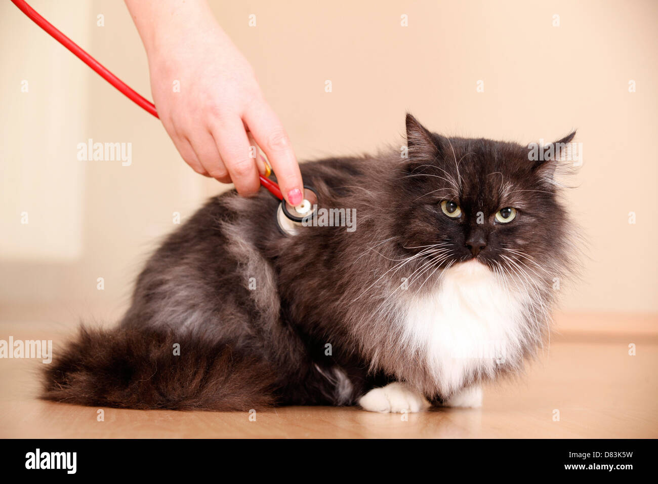 Cat check hi-res stock photography and images - Alamy