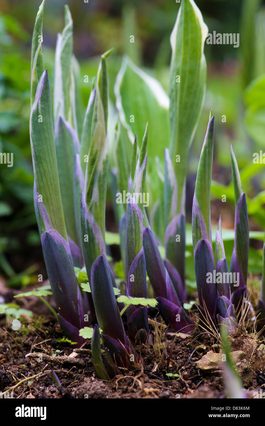 Young growing Hosta plants in early Spring. From purple to light green ...