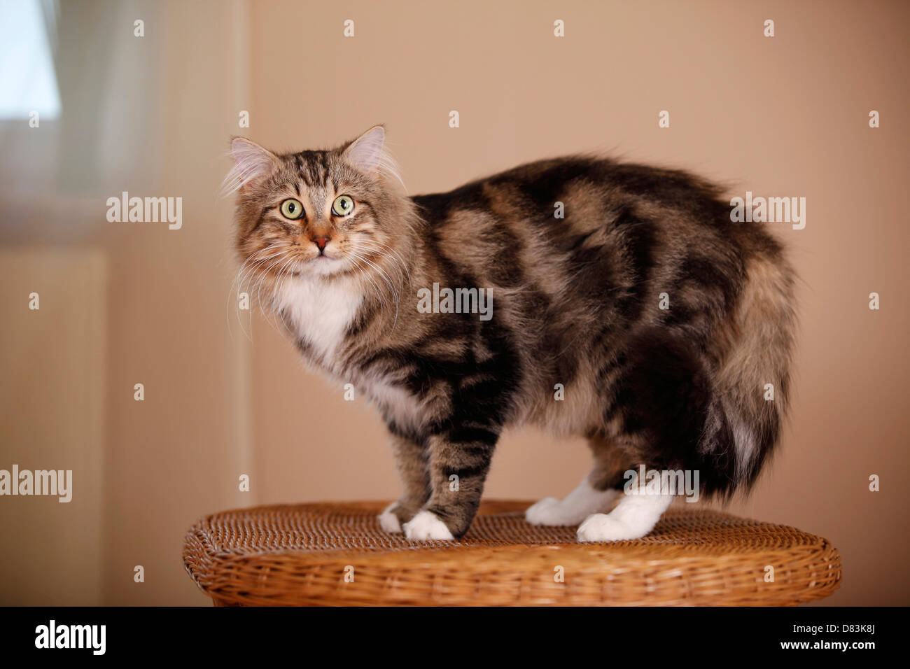 Half breed cat hi-res stock photography and images - Alamy